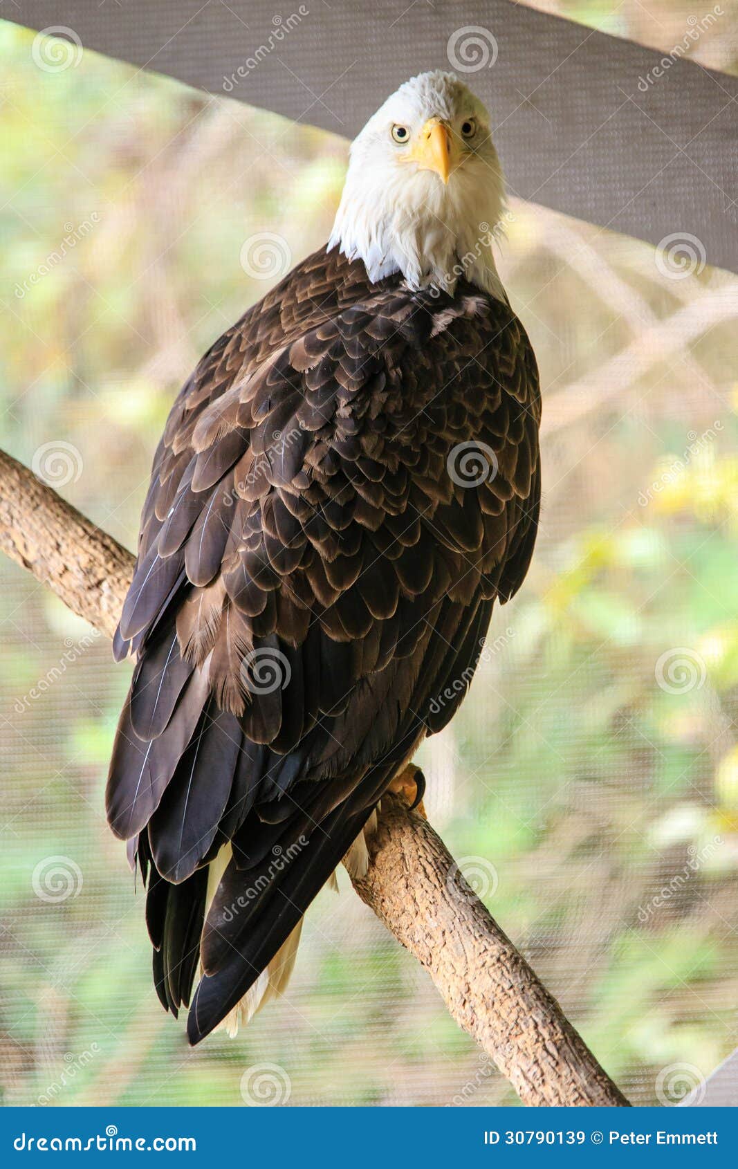 Roofvogel - Kaal Eagle stock afbeelding. Image of kaal - 30790139