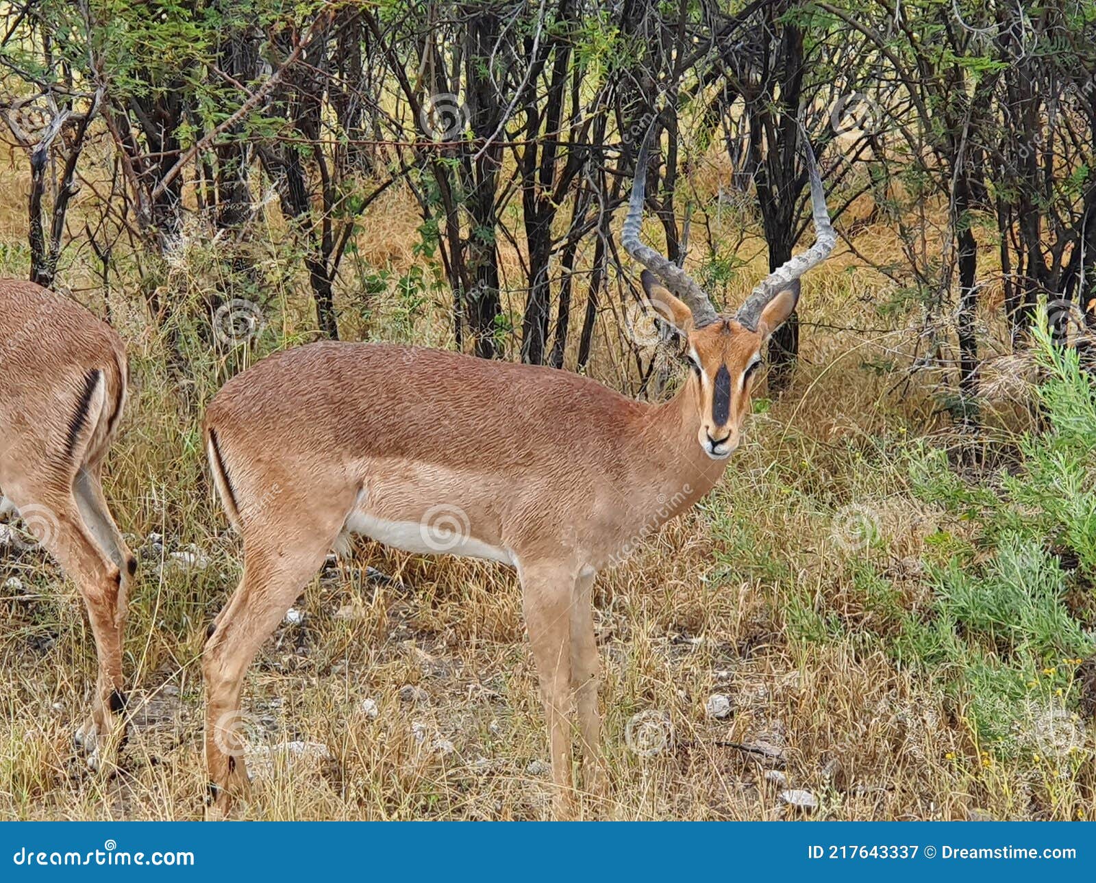 Rooi Bok at Namatoni stock image. Image of prairie, pasture - 217643337