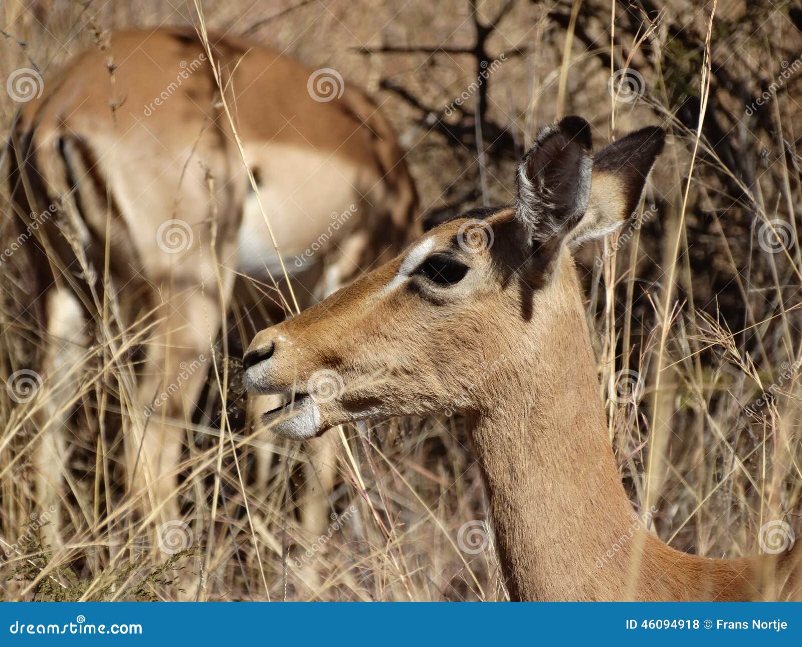 Rooibok стоковое фото. изображение насчитывающей фауна - 46094918