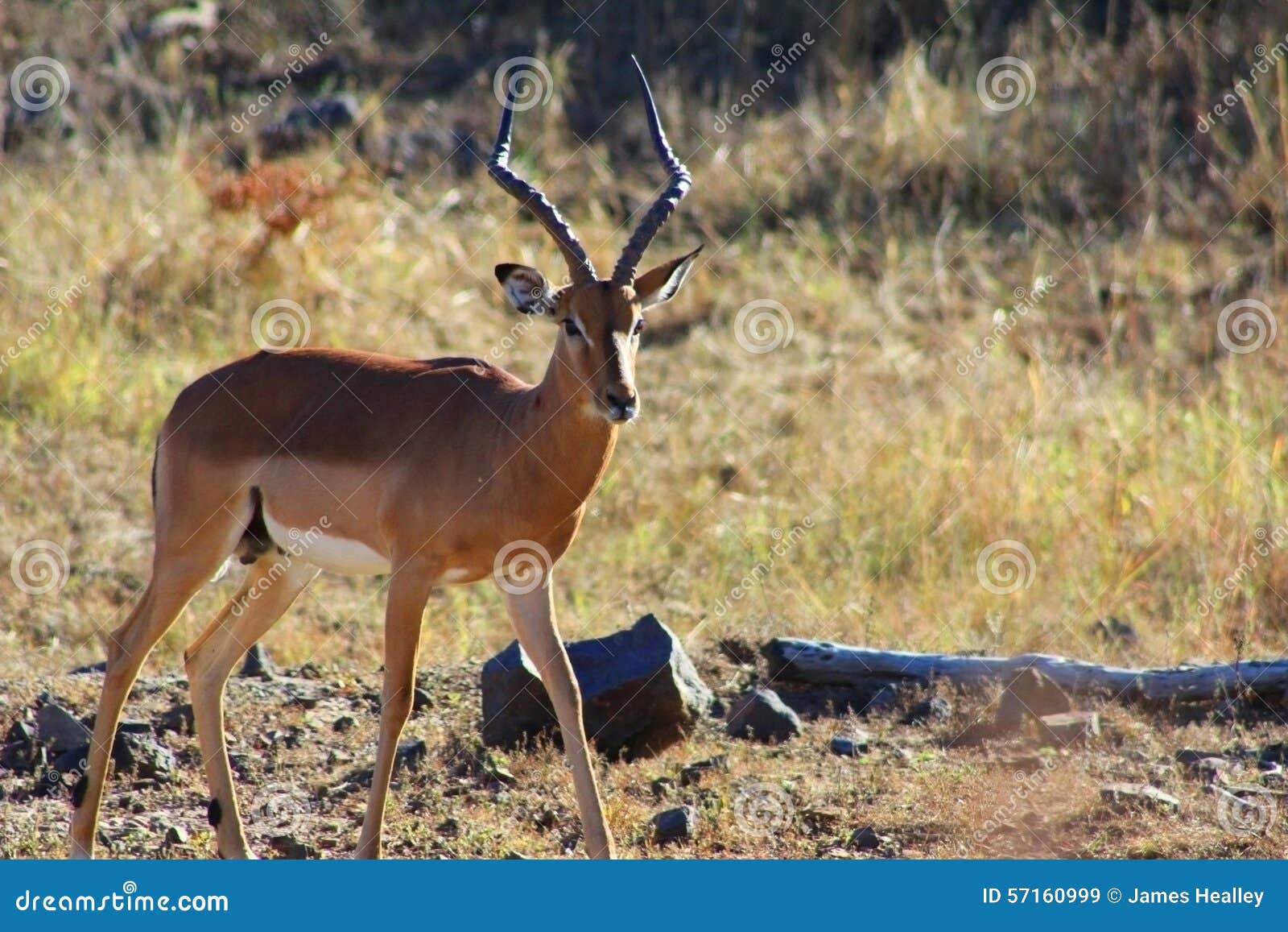 Rooibok stock image. Image of love, pets, background - 57160999