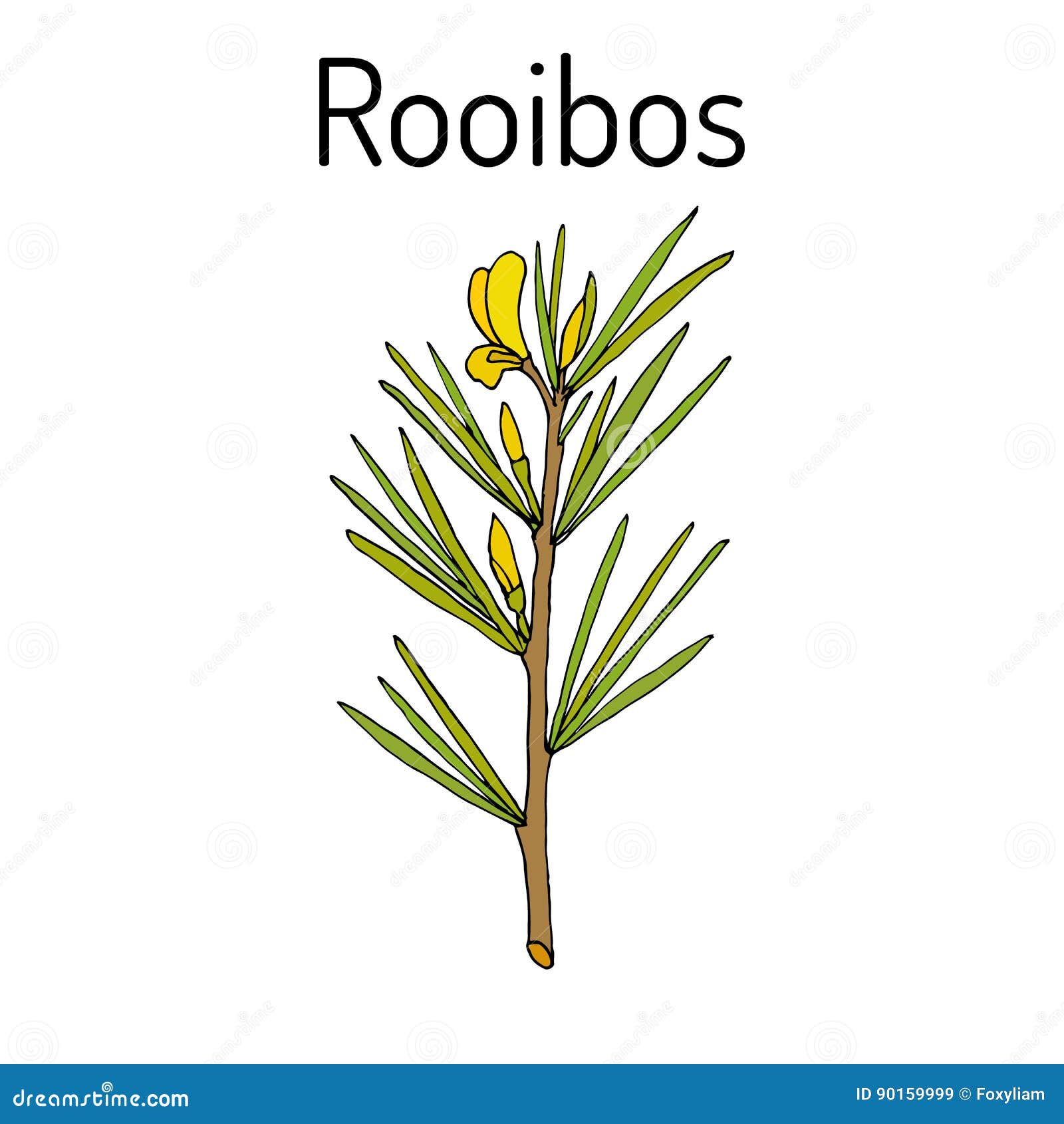 Rooibos Aspalathus Linearis , or Bush Tea Plant Stock Vector ...