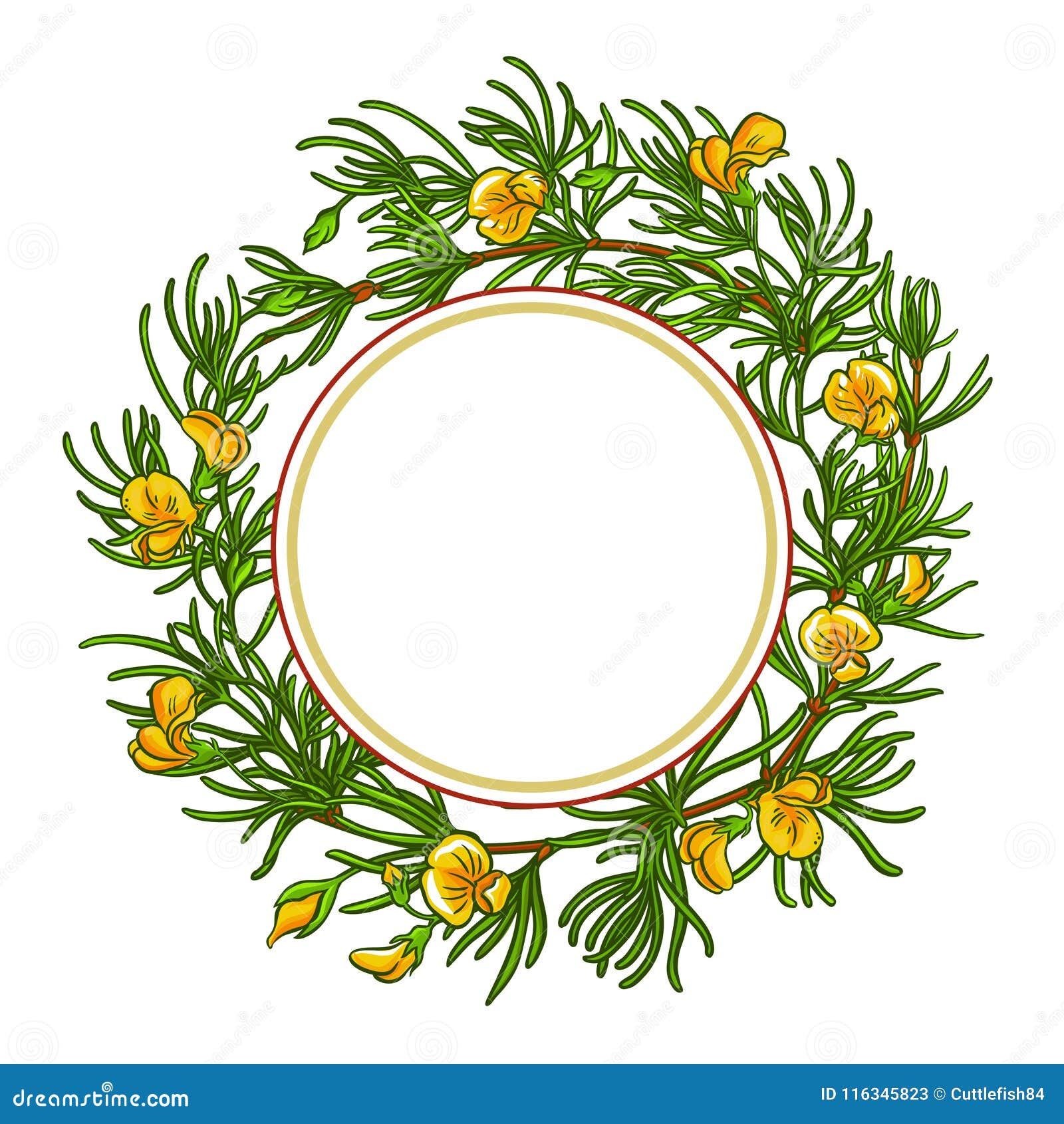 Rooibos Branch Vector Frame Stock Vector - Illustration of object ...