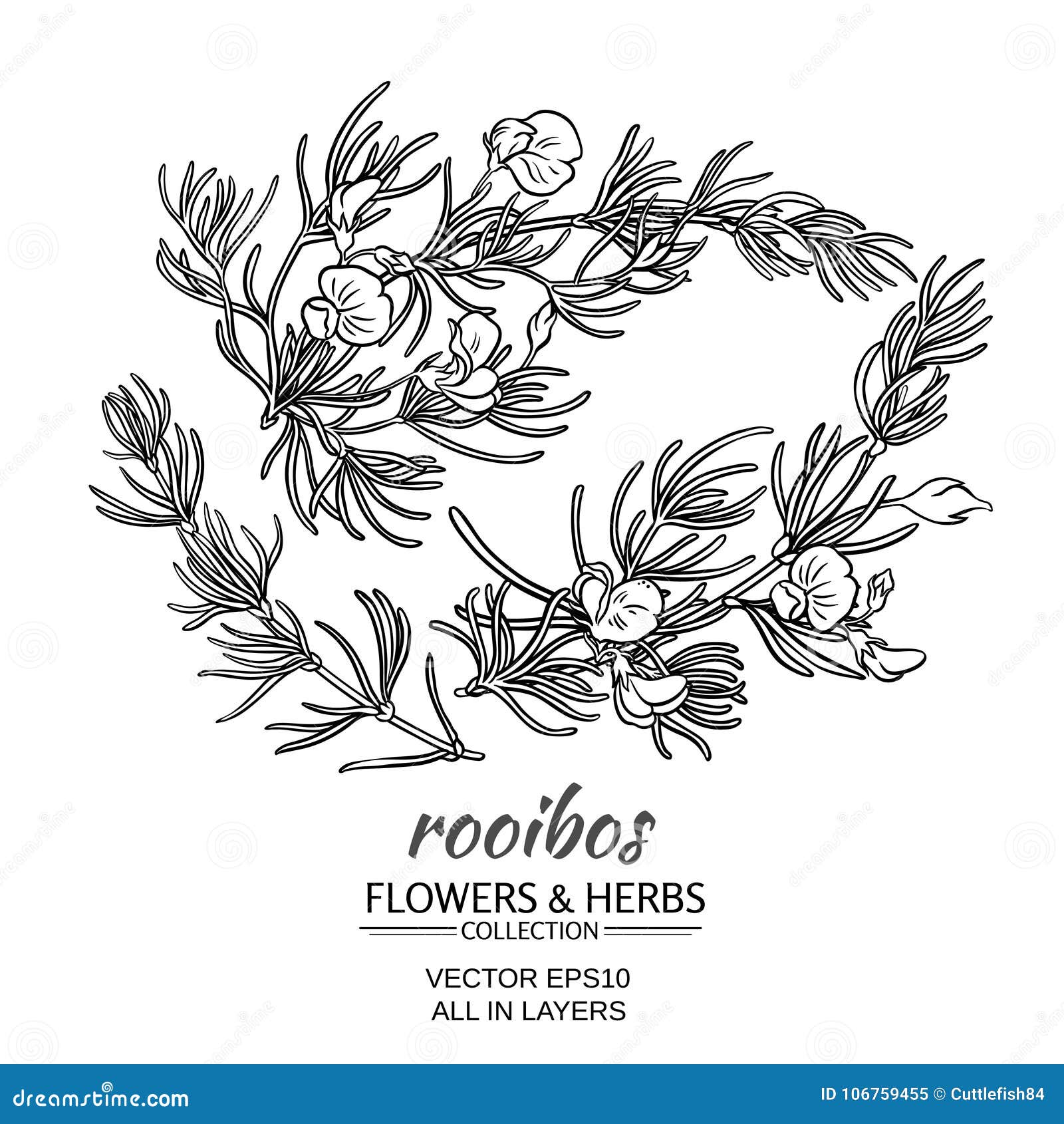 Rooibos vector set stock vector. Illustration of sketch - 106759455