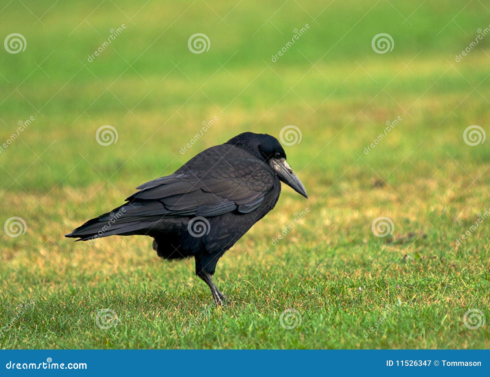 Rook stock image. Image of bird, crow, wildlife, listen - 11526347