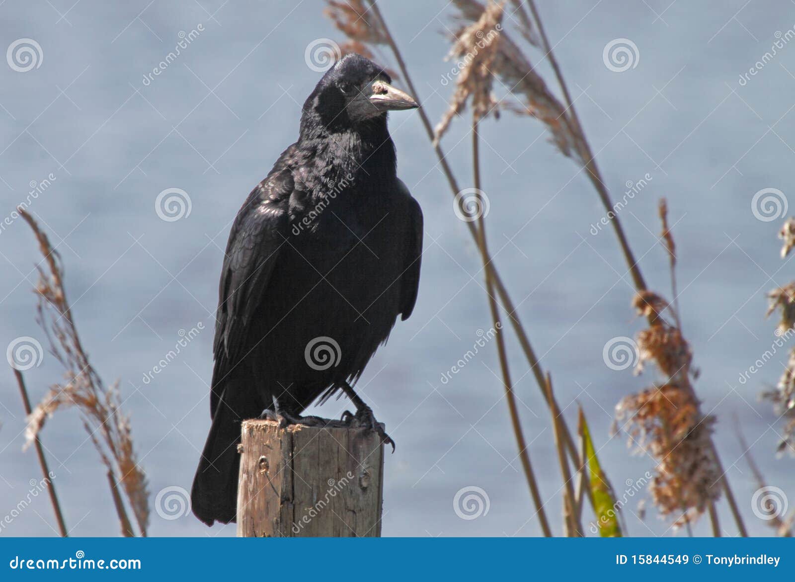 Rook stock image. Image of black, frugilegus, animal - 15844549