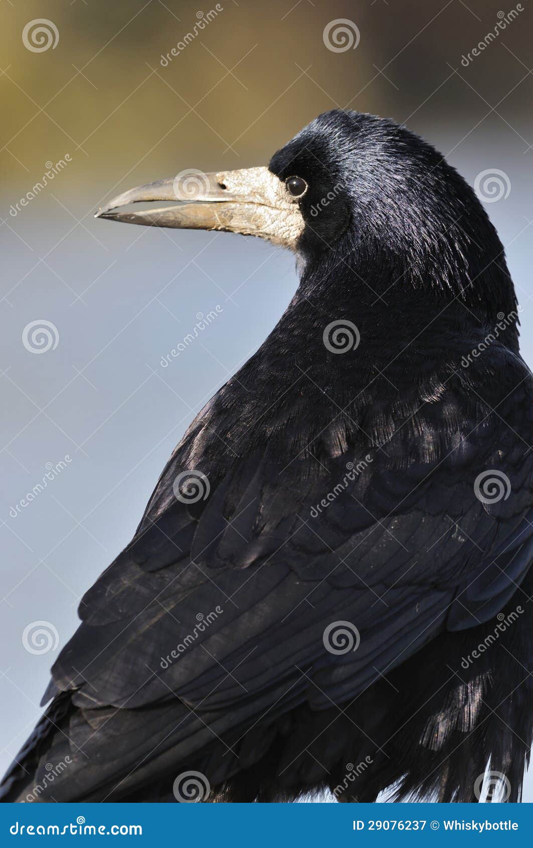 Rook stock image. Image of vertical, corvid, black, crow - 29076237