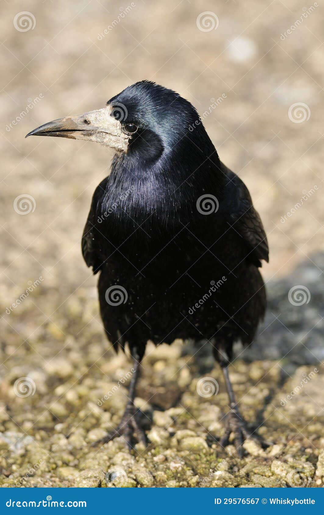Rook stock image. Image of portrait, wild, nature, corvid - 29576567