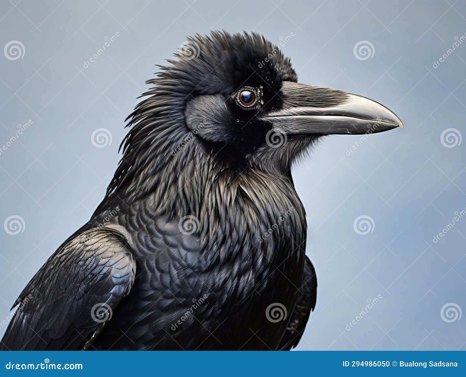 Rook stock illustration. Illustration of corvus, creative - 294986050