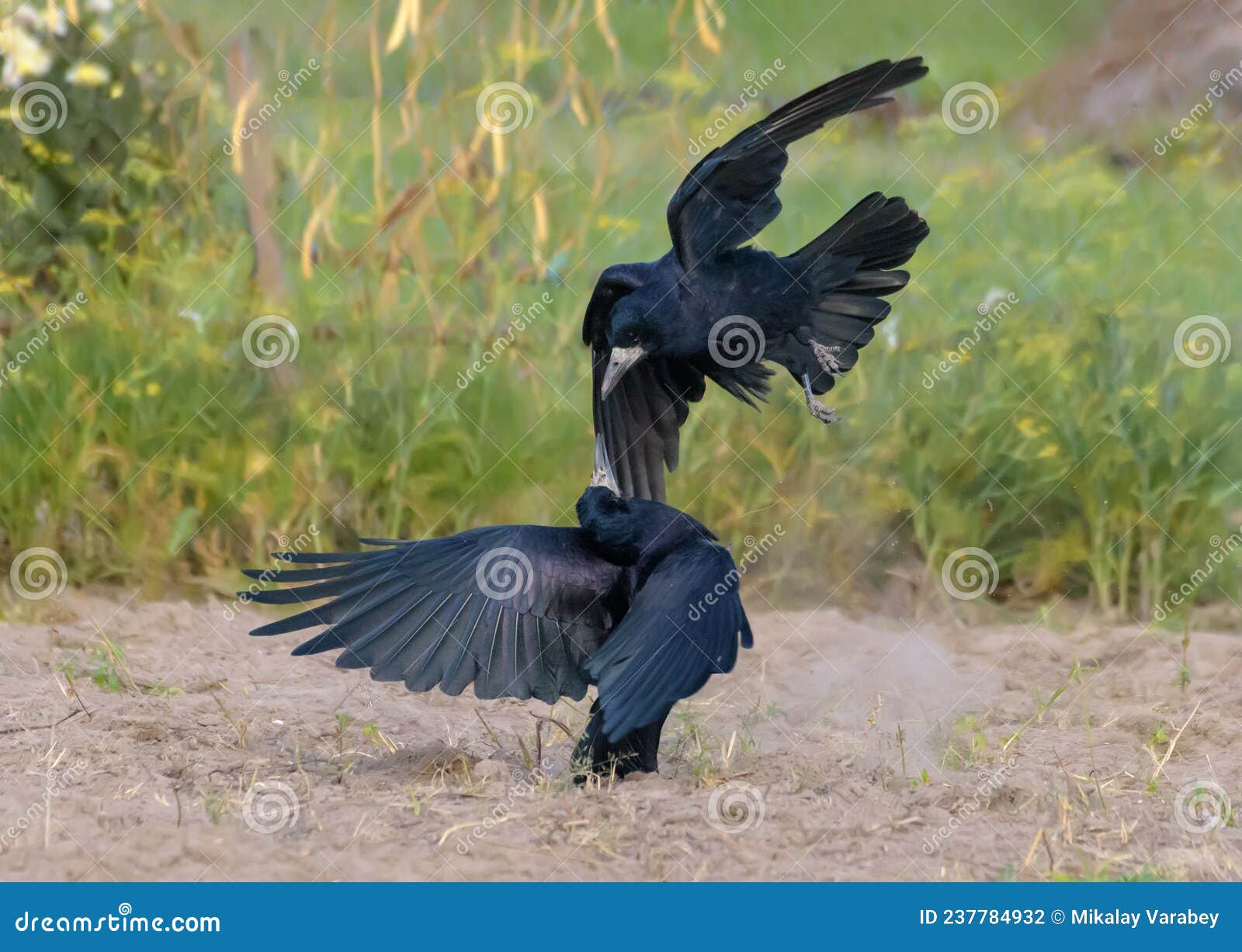 Rook Attacks Another Rook in Fast Flight with Spreaded Tail and Wings ...