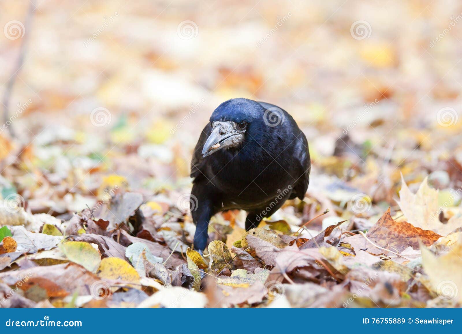 Rook in the autumn park stock image. Image of beautiful - 76755889