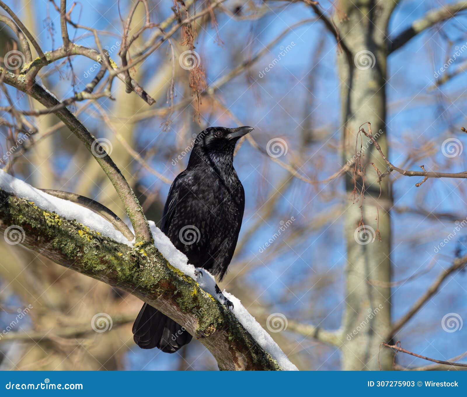 Rook Bird Perched on Tree Branch, Head Visible Stock Image - Image of ...