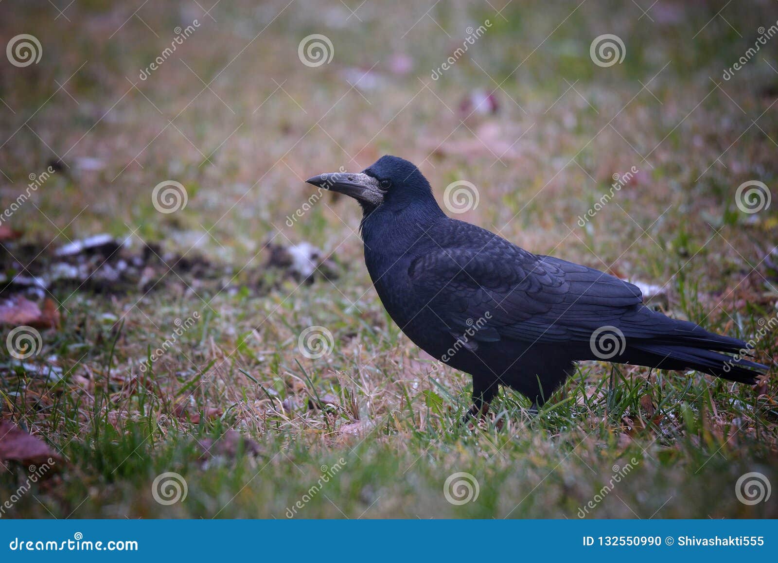 Rook bird stock photo. Image of november, bird, grass - 132550990