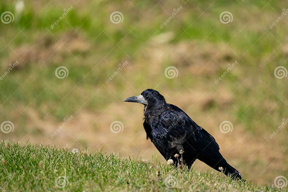 Rook Bird Sits on the Ground and Looks Forward Stock Photo - Image of ...