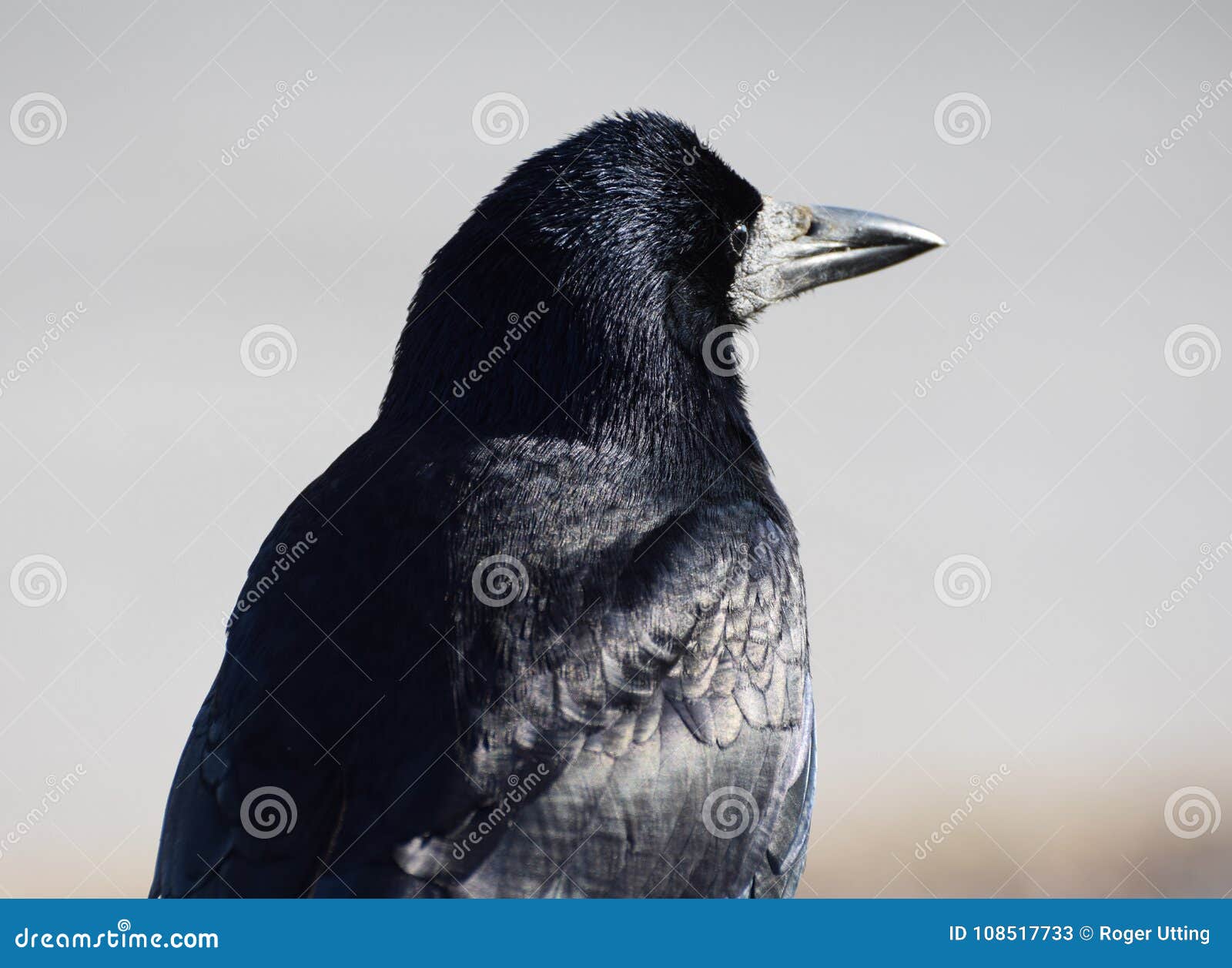 A portrait of a rook stock image. Image of bird, corvid - 108517733