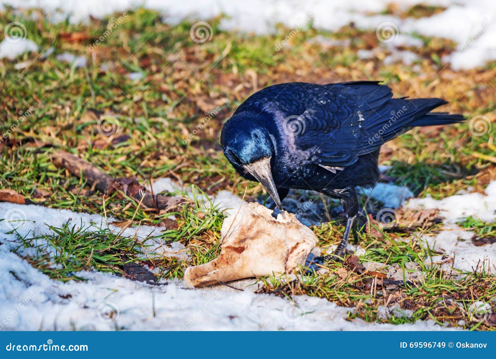 Rook and carrion stock image. Image of color, carrion - 69596749