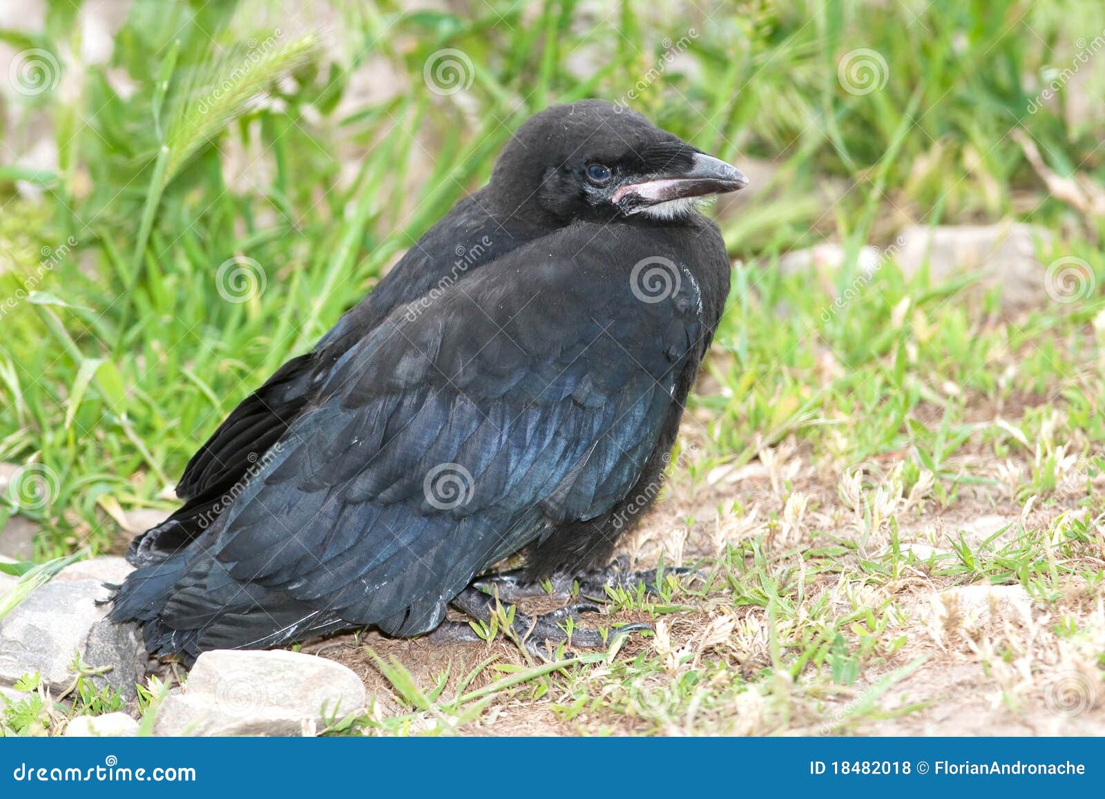 Rook (Corvus frugilegus) stock photo. Image of rook, corvus - 18482018