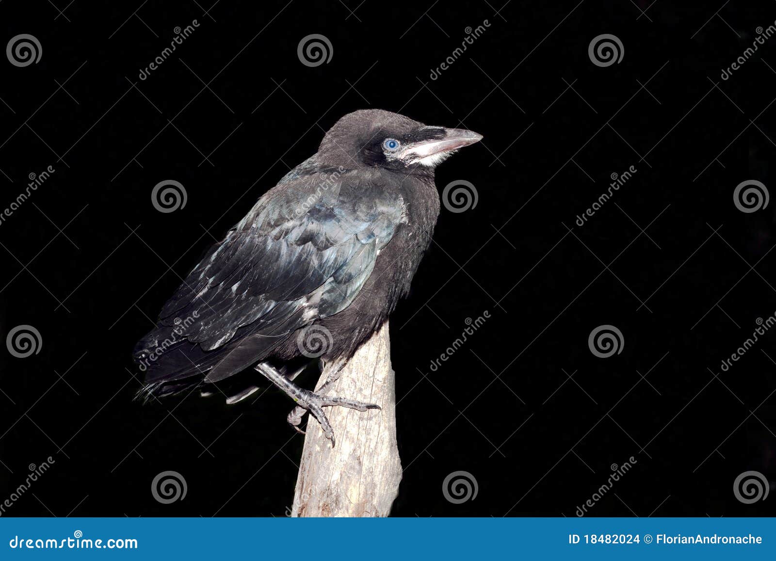 Rook (Corvus frugilegus) stock photo. Image of wildlife - 18482024