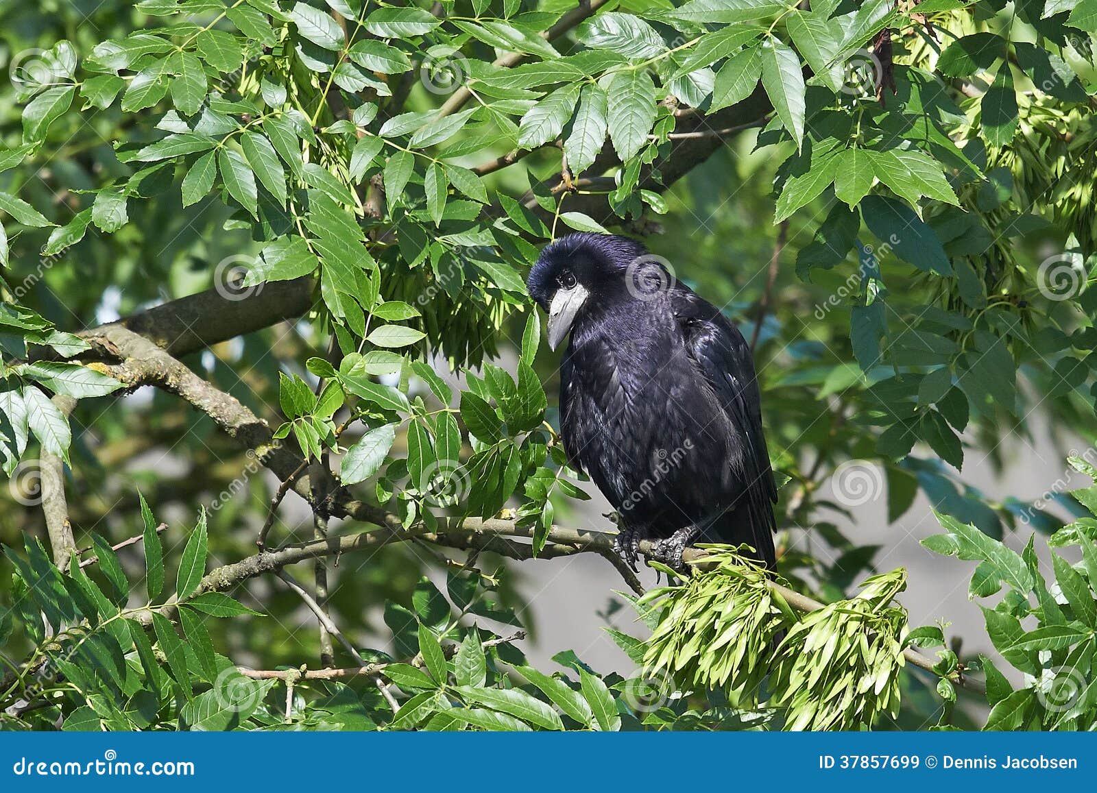Rook (Corvus frugilegus) stock image. Image of animal - 37857699