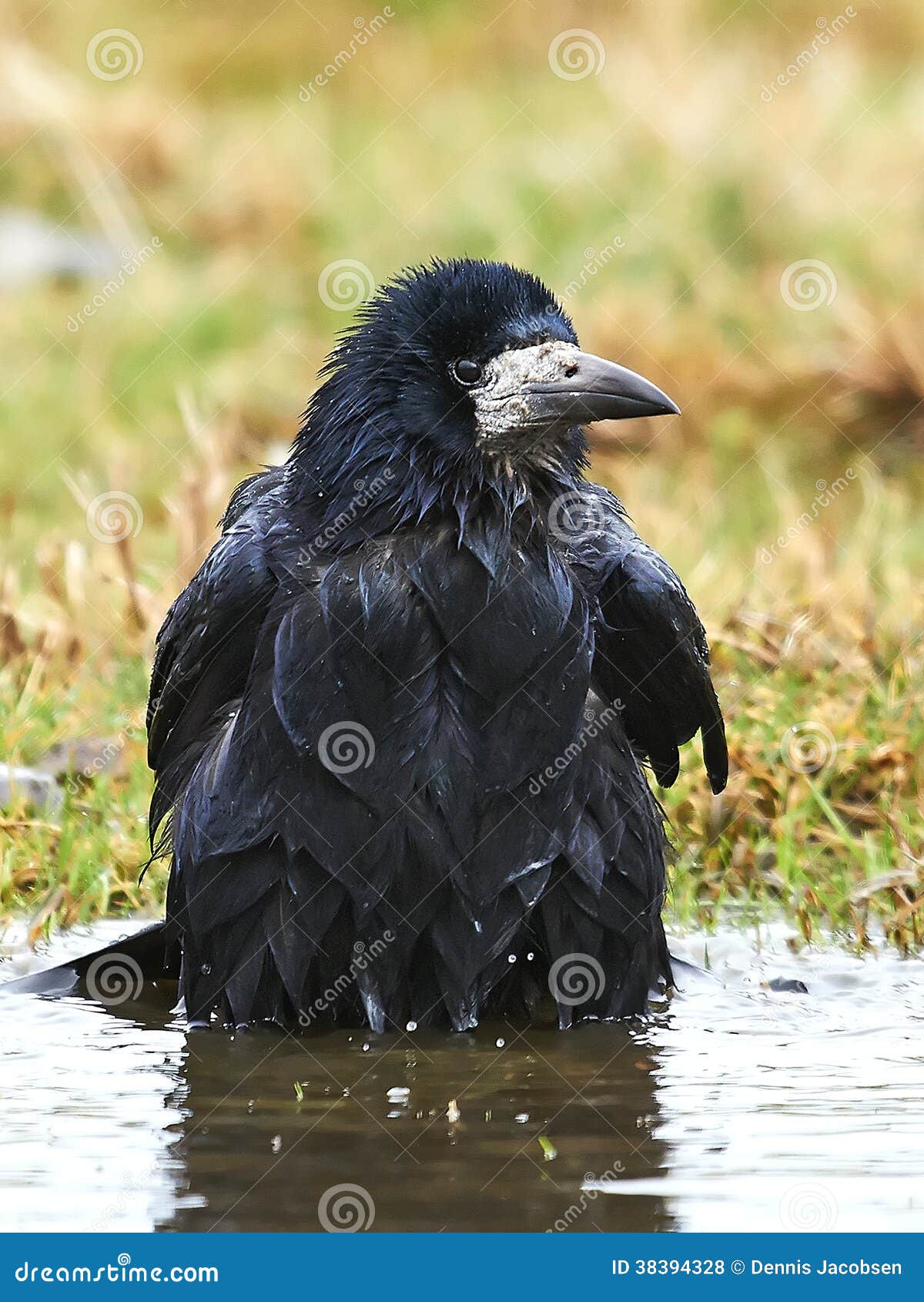 Rook (Corvus frugilegus) stock photo. Image of fauna - 38394328