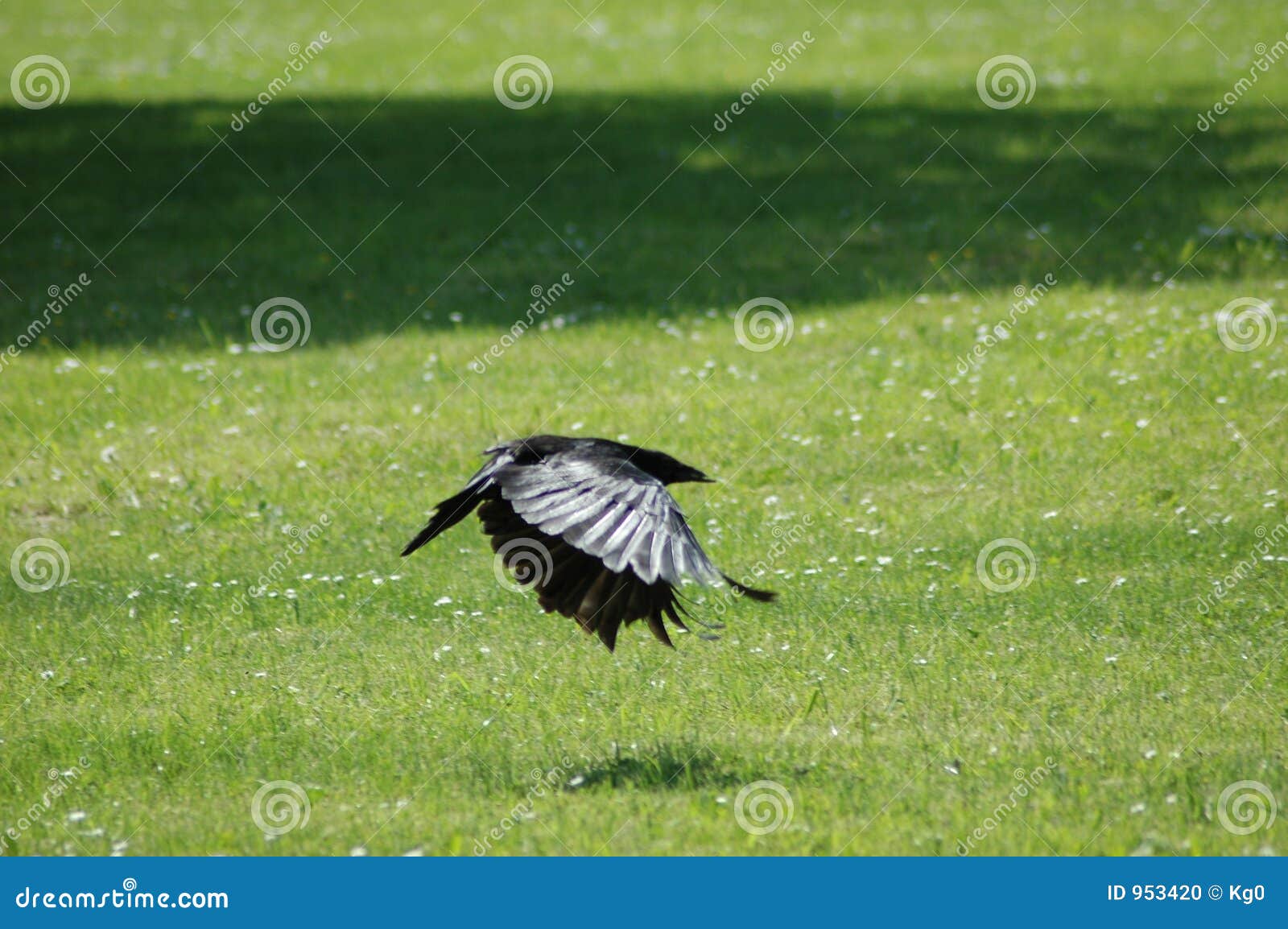 Rook (Corvus frugilegus) stock photo. Image of rook, nature - 953420