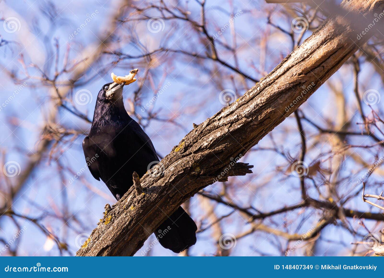 The Rook or Corvus Frugilegus is a Member of the Family Corvidae in the ... The Rook or Corvus Frugilegus is a Member of the Family Corvidae in the ...