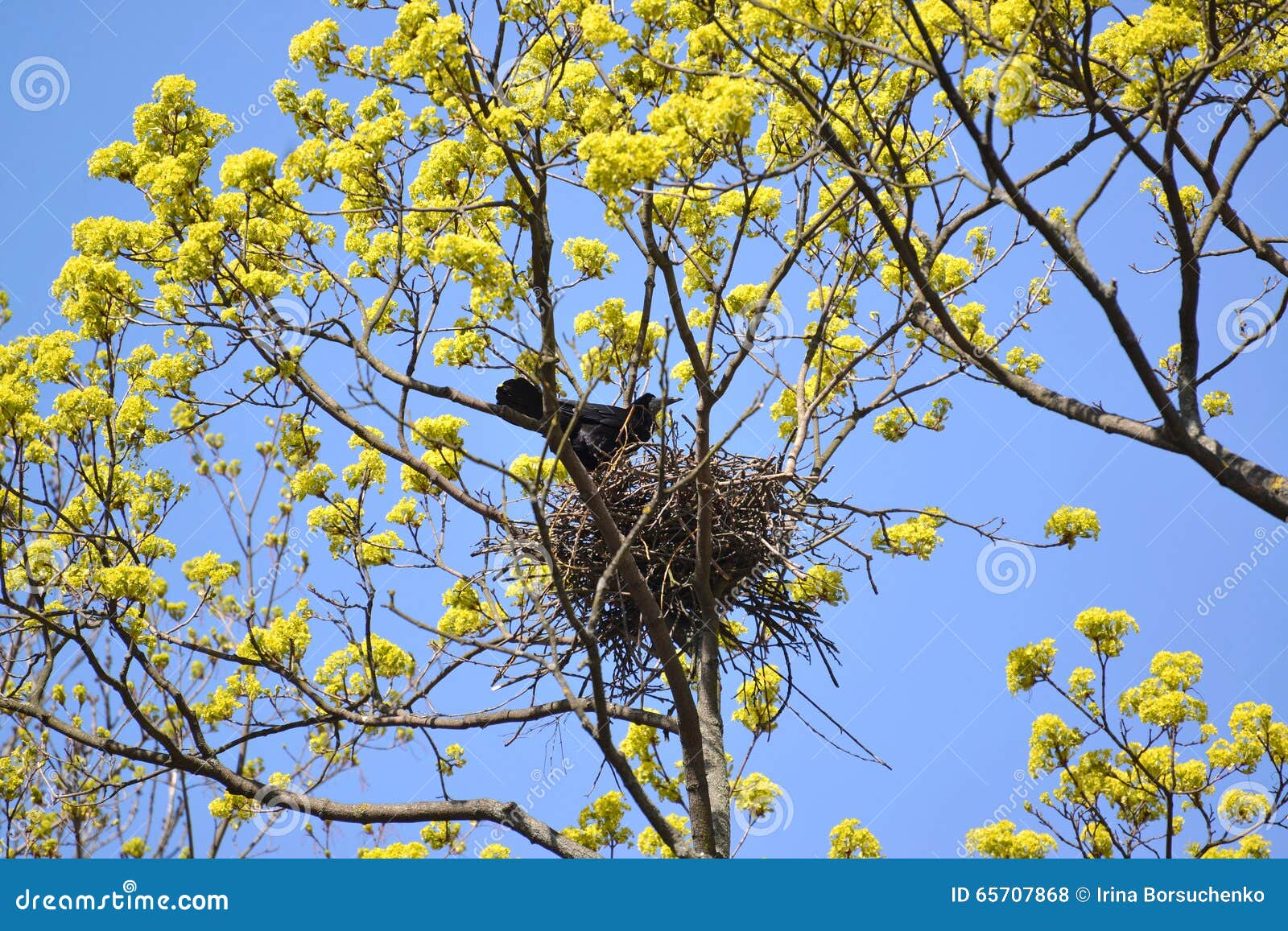 The Rook Costs in a Nest on Branches of the Blossoming Maple Stock ...