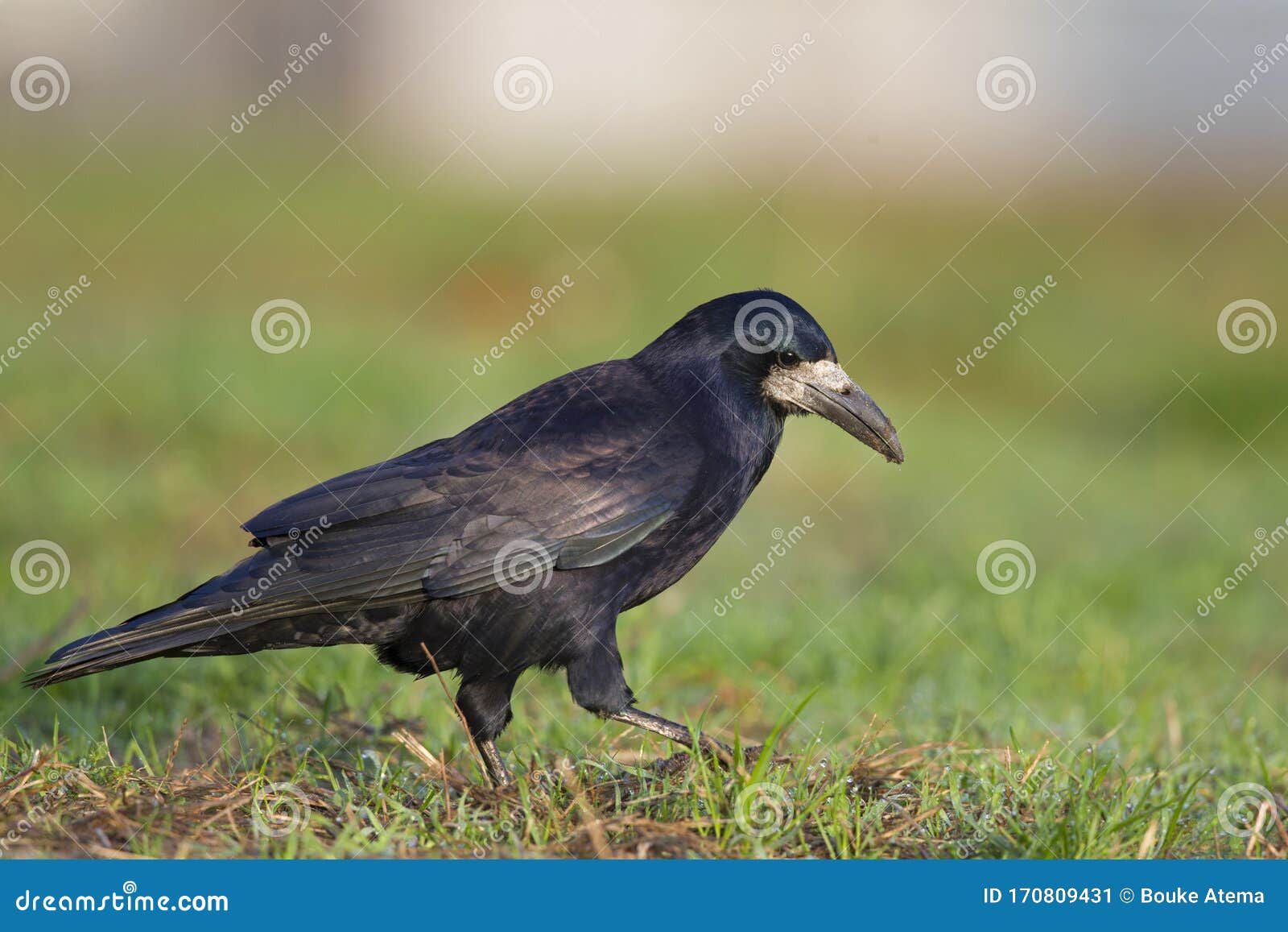 A Rook Crow Perched in a Field Foraging on the Ground. in the Centre of ...