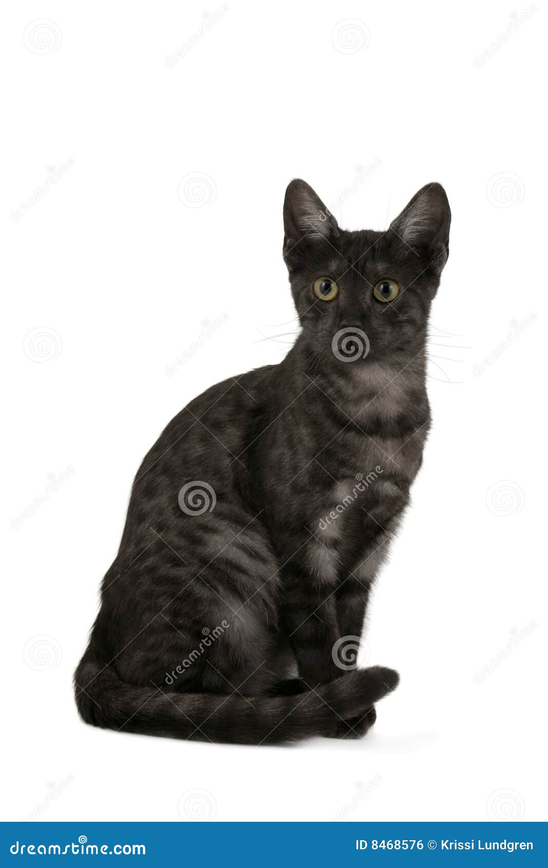 Rook Egyptische Mau stock foto. Image of uitziend, binnenlands - 8468576