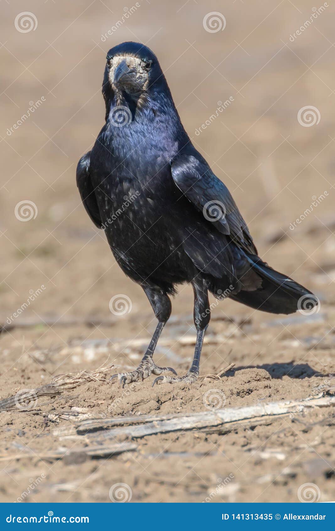Rook on the Field Corvus Frugilegus Stock Image - Image of beautiful ...