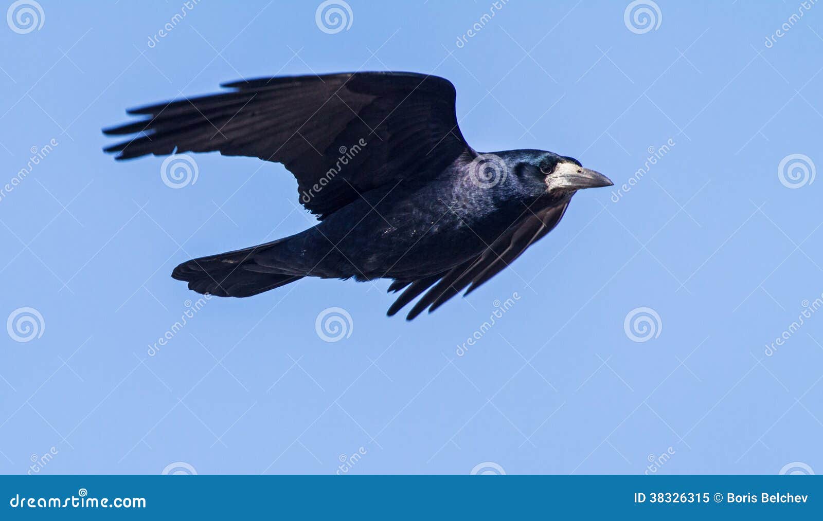 Rook in flight stock image. Image of frugilegus, corvus - 38326315