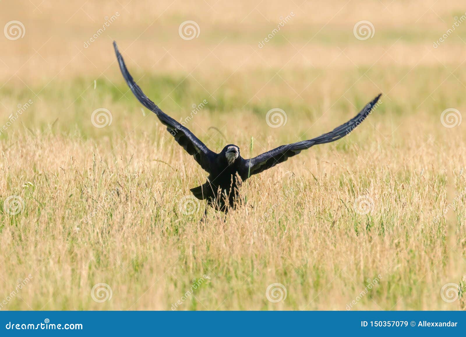 Rook in Flight Corvus Frugilegus Stock Image - Image of raven, nature ...