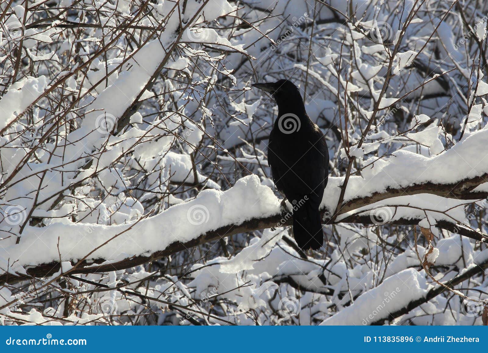 Rook Perched on Snow Covered Tree Stock Photo - Image of nature, tree ...