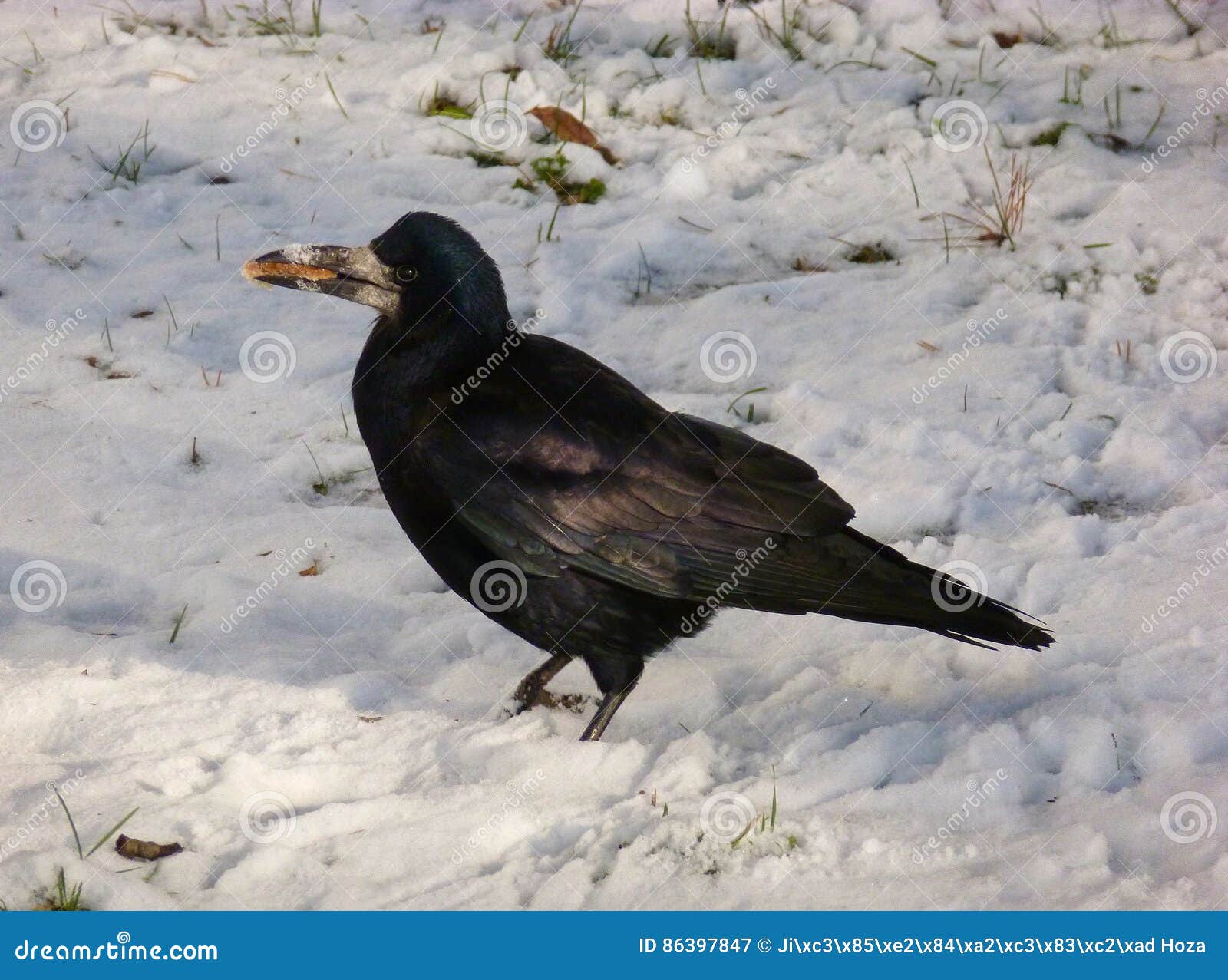 Rook with a Piece of Bread in Its Beak Stock Image - Image of rook ...