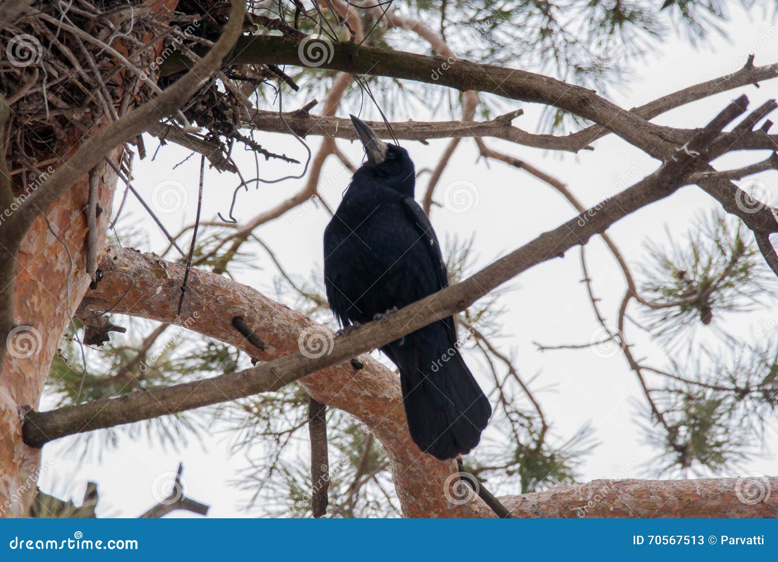 Rook in pine trees stock image. Image of springtime, nest - 70567513