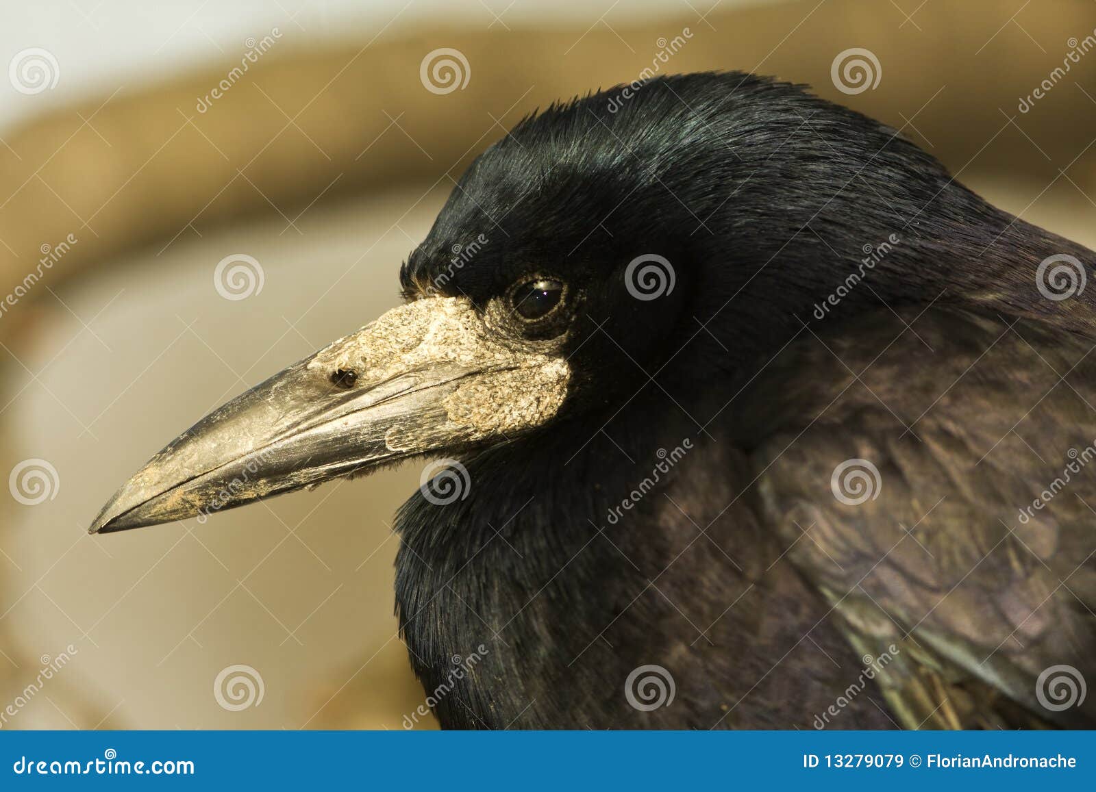 Rook portrait stock image. Image of rookery, raven, snow - 13279079