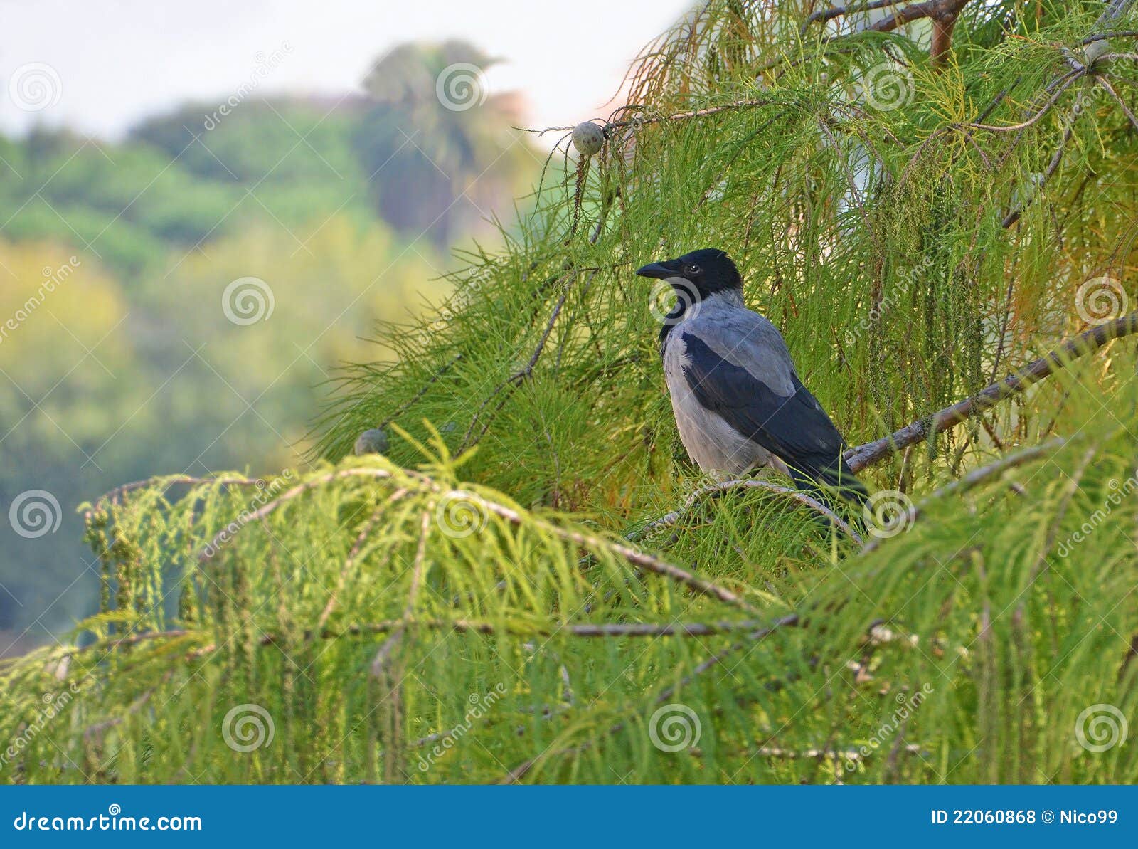 Rook portrait stock photo. Image of birds, ornithology - 22060868