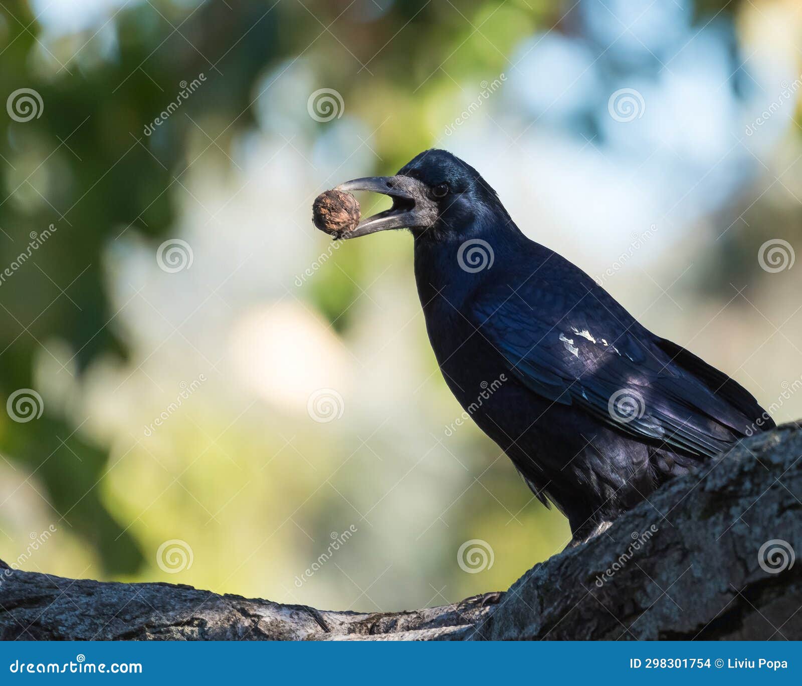 Rook Resting in a Tree and Holding a Nut Fruit Stock Photo - Image of ...