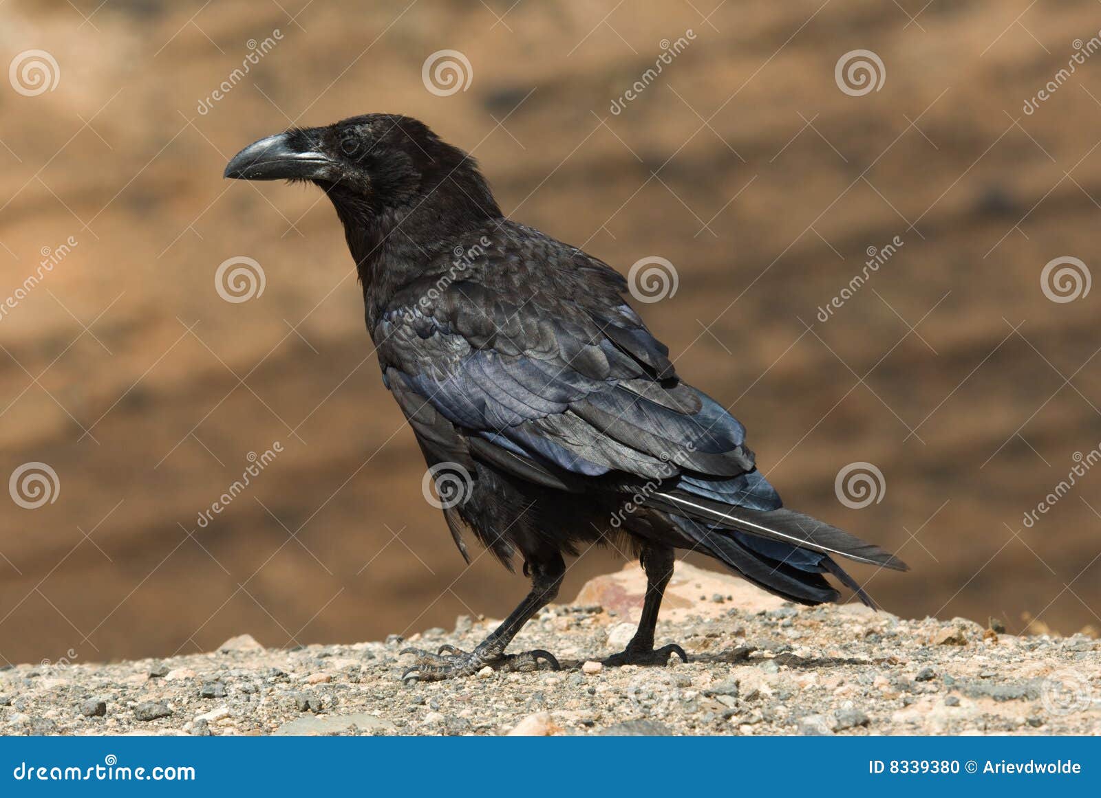 188 Rook Profile Stock Photos - Free & Royalty-Free Stock Photos from ...