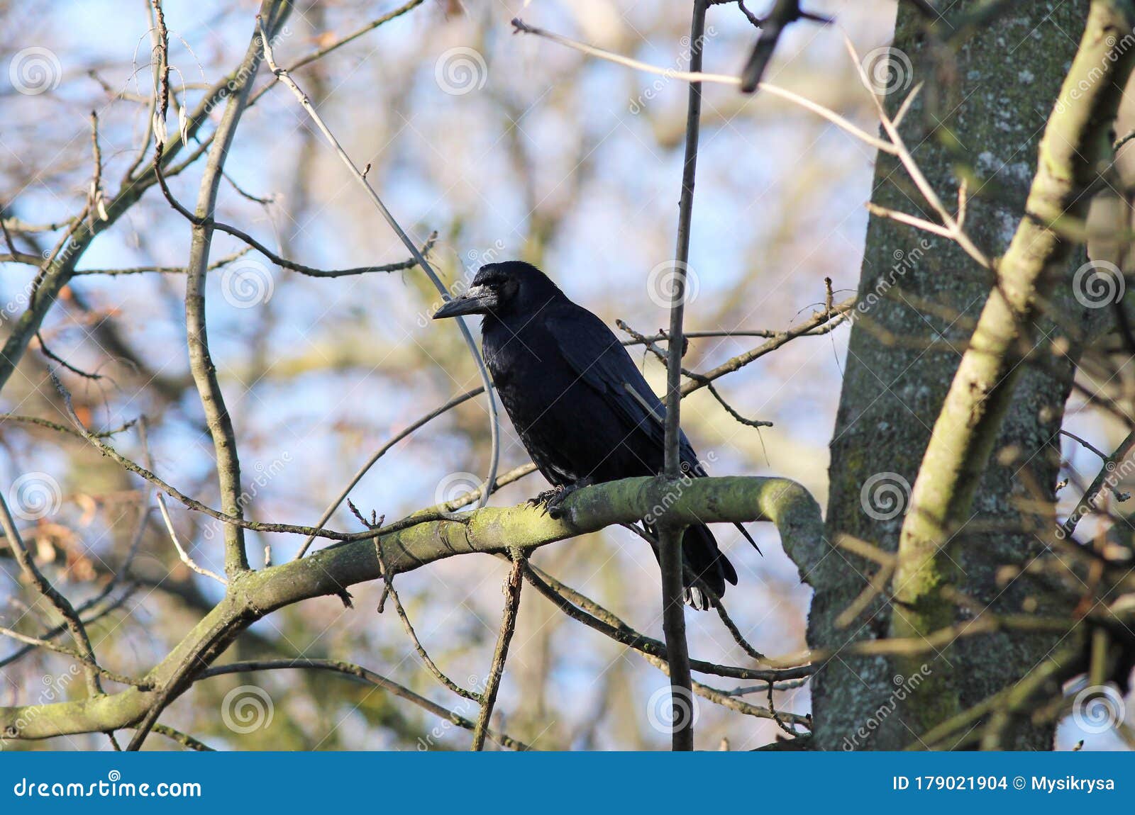 Rook stock photo. Image of avifauna, corvine, ornithology - 179021904