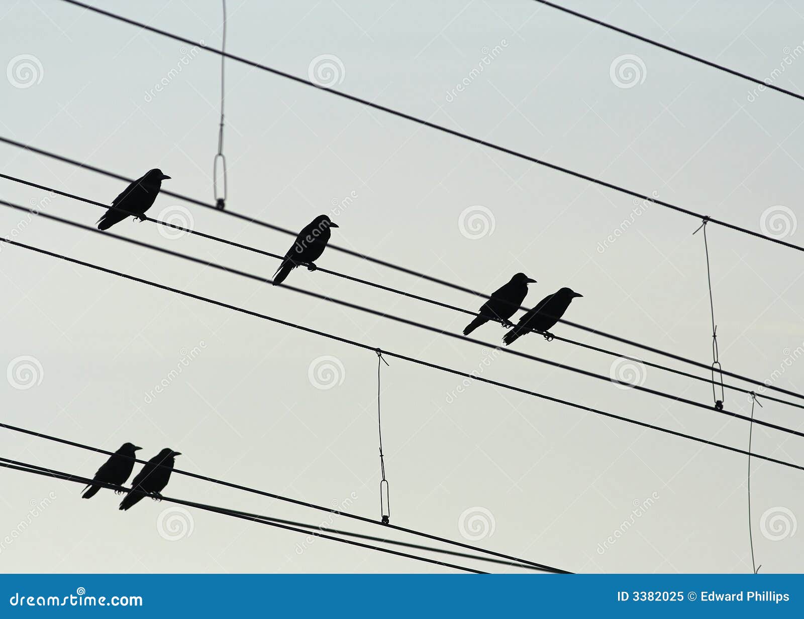 Rook Silhouettes stock image. Image of silhouetted, power - 3382025