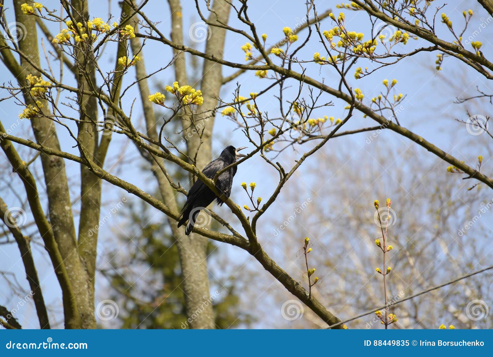 The Rook Sits on a Branch of the Blossoming Maple with the Opened Beak ...