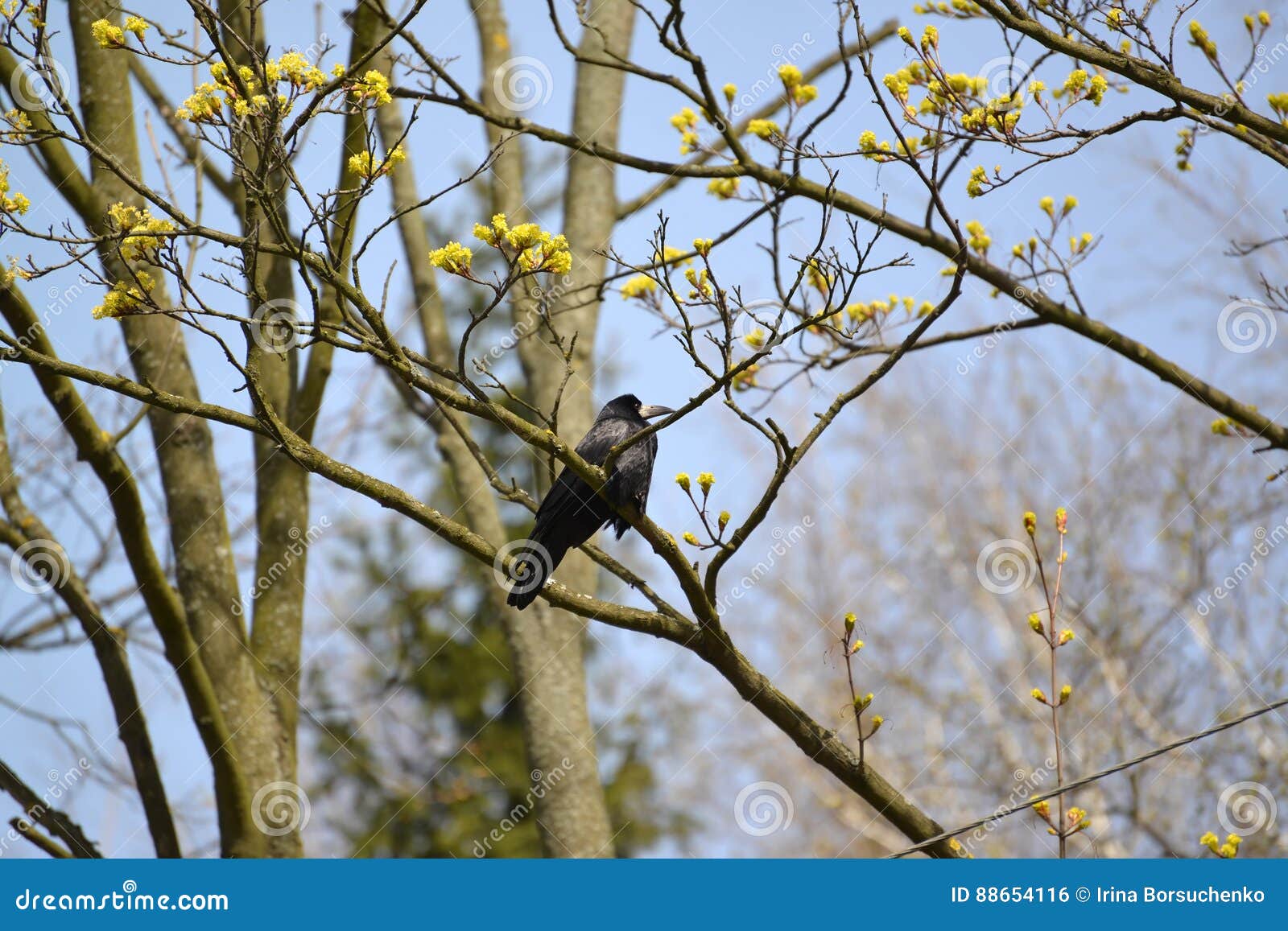 The Rook Sits on a Branch of the Blossoming Maple. Spring Landscape ...