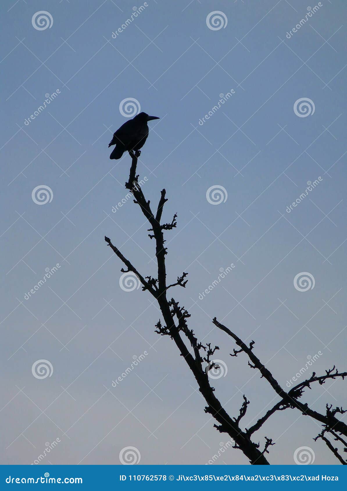 Rook Sitting on the Top of the Tree Branch Stock Photo - Image of ...