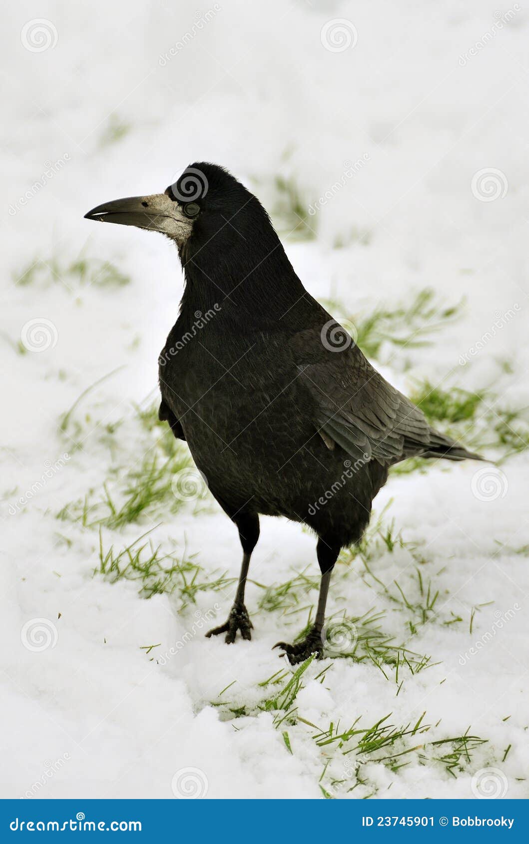 Rook in the Snow (Corvus Frugilegus) Stock Image - Image of birds ...