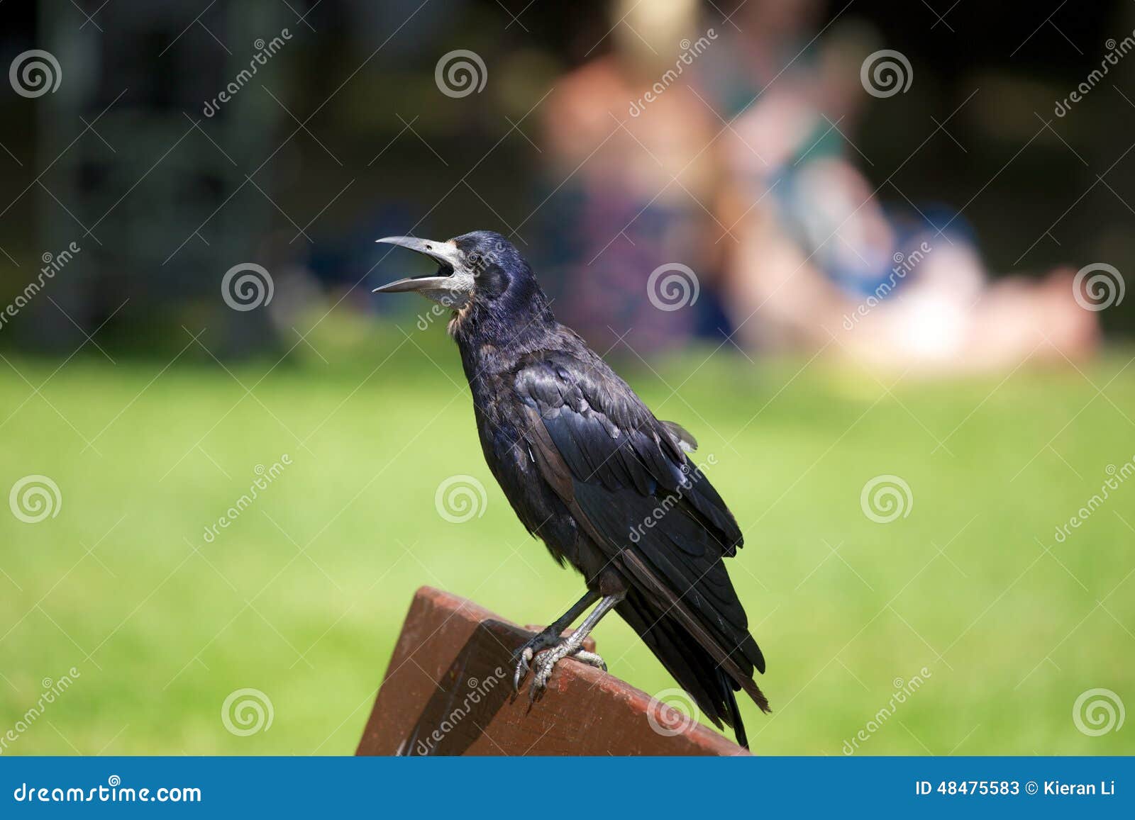 Rook stock image. Image of corvid, common, full, frugilegus - 48475583