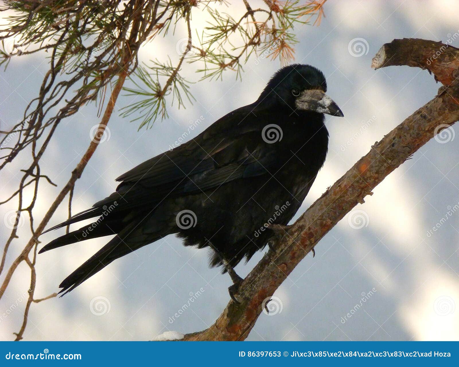 Rook Standing on a Branch of a Pine Tree Stock Image - Image of ...