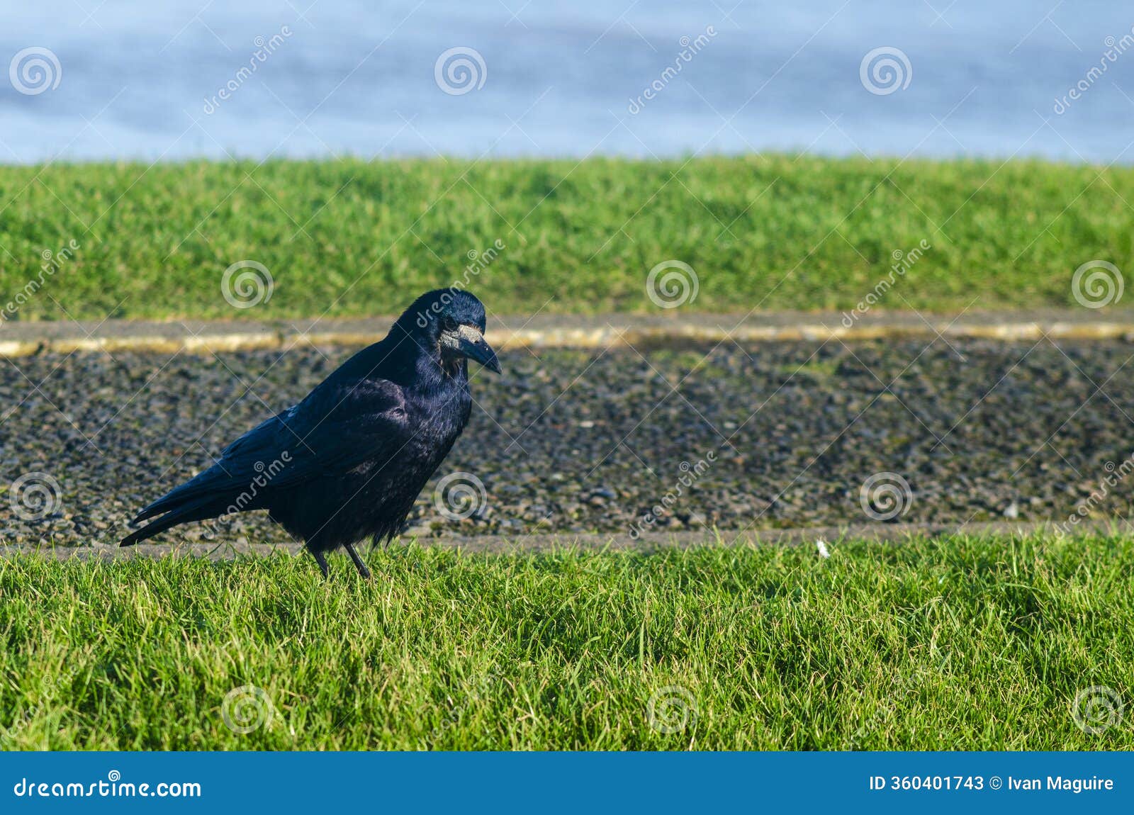 Rook Standing on the Grass with Sea in the Background Stock Image ...