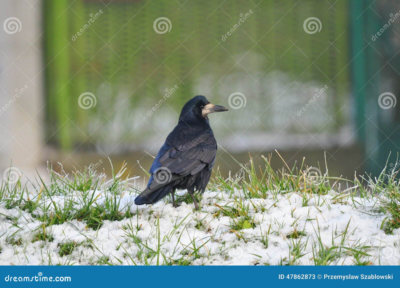 Rook view stock image. Image of rook, blue, feather, close - 47862873