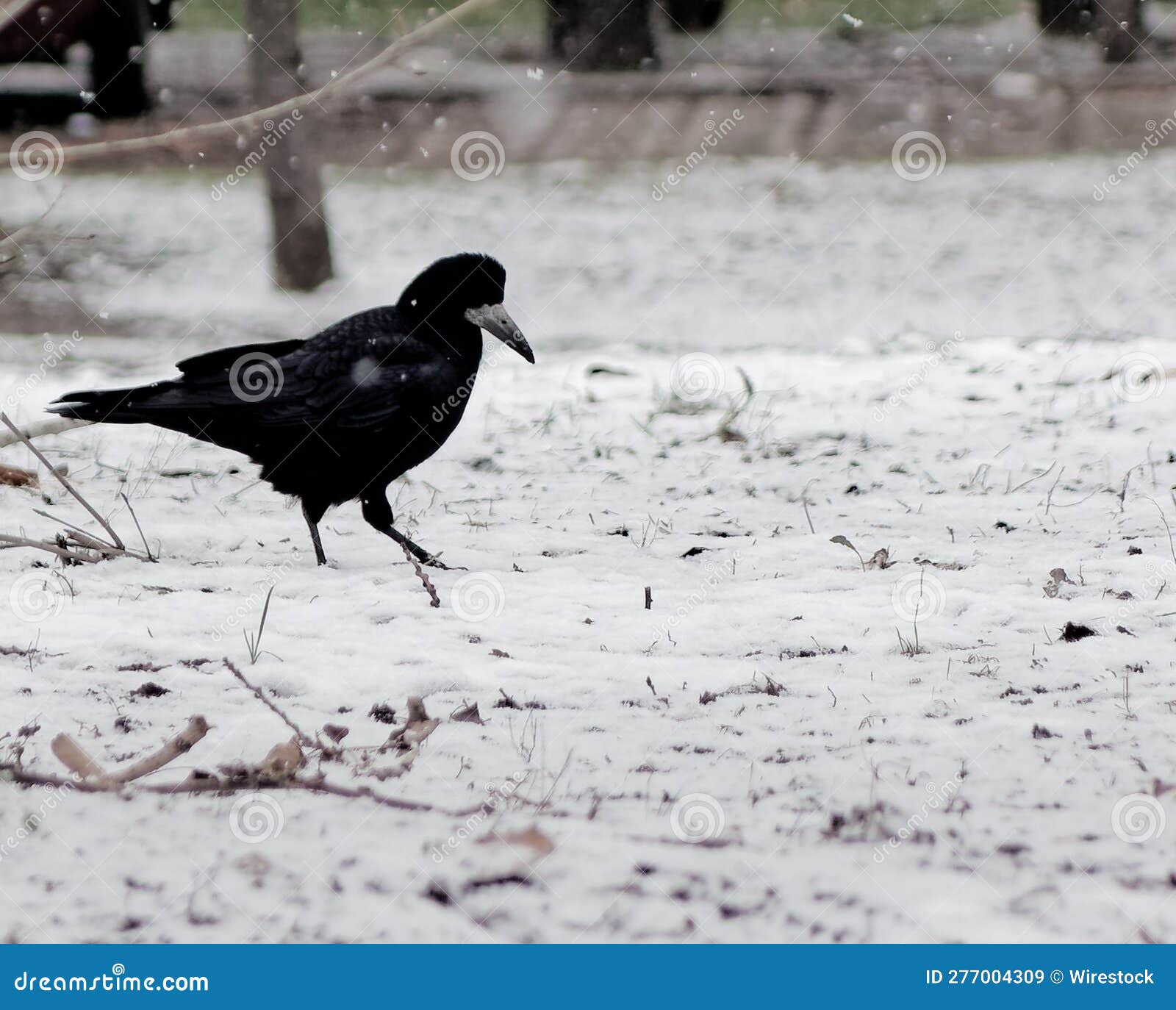 Rook Walking on the Snow-covered Ground. Stock Image - Image of walking ...