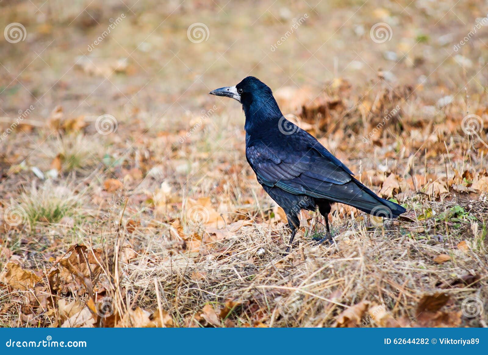Rook stock photo. Image of frugilegus, raven, corvus - 62644282